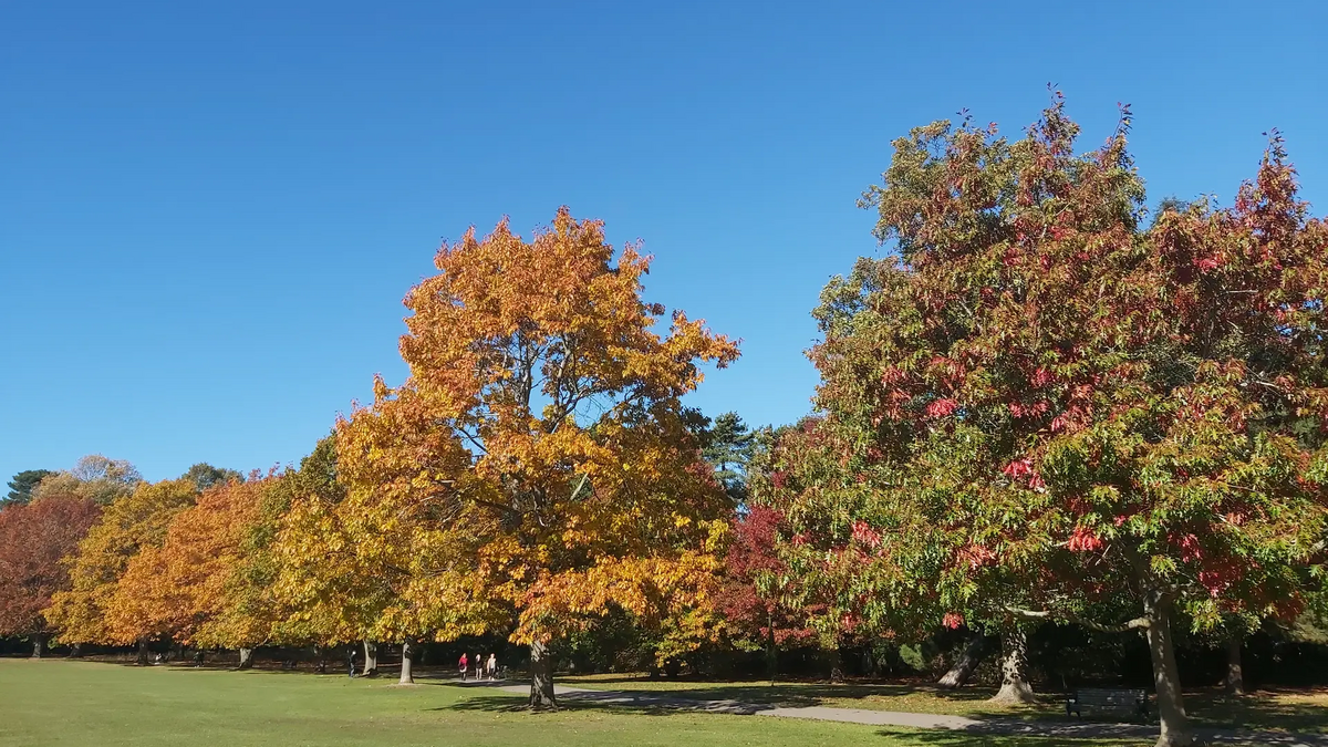 Council announces boost for Bedford Borough tree planting - Bedford ...