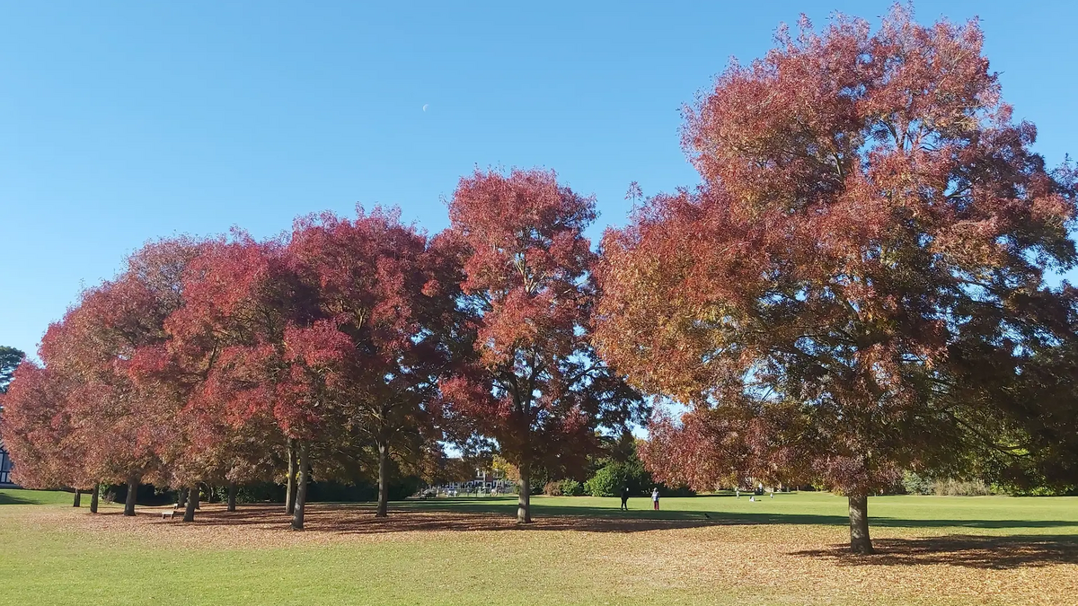 Community tree planting in Bedford Borough - Bedford Liberal Democrats